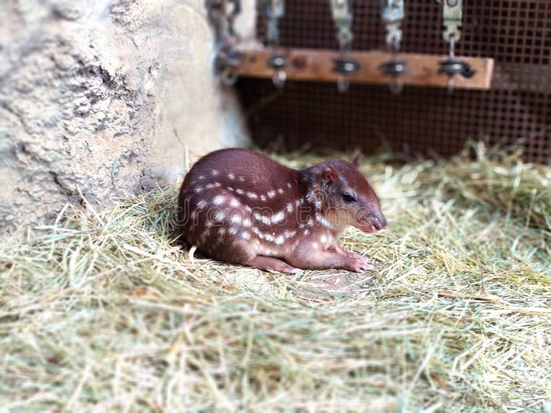 Paca stock image. Image of animal, paca, cuniculus, baby - 138884347