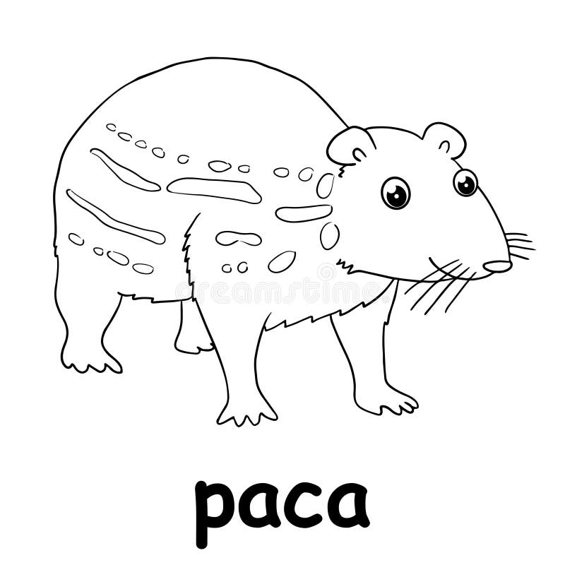 Kids Line Illustration Coloring Paca. Animal are Just Lines Stock ...
