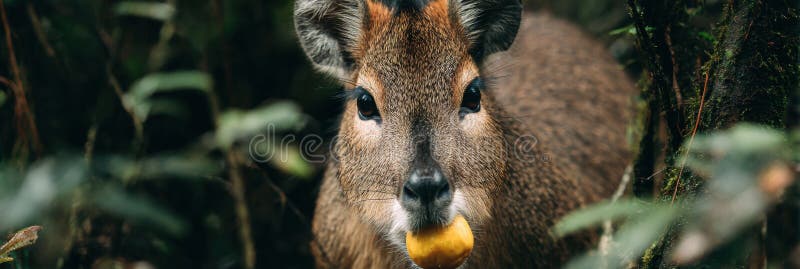 Paca Chewing Fruit in a Dim Forest with Minimal Background and Empty ...