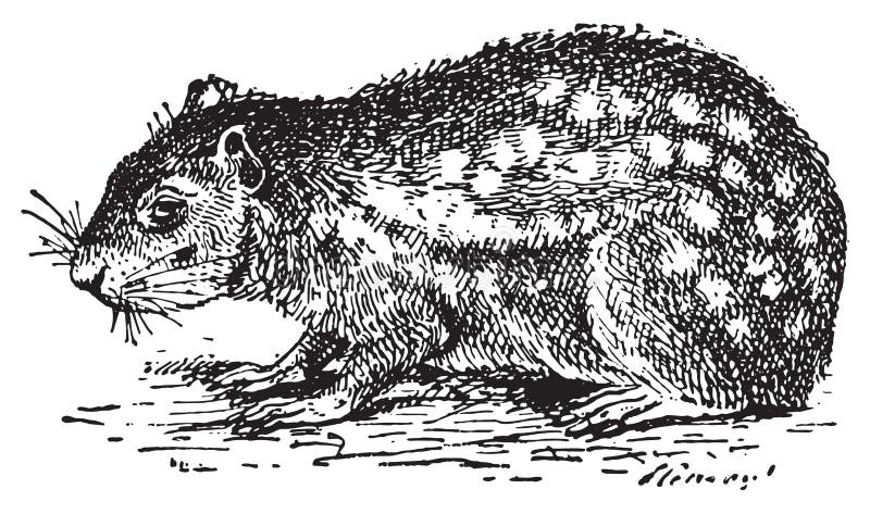 Paca or Cuniculus, Vintage Engraving Stock Vector - Illustration of ...