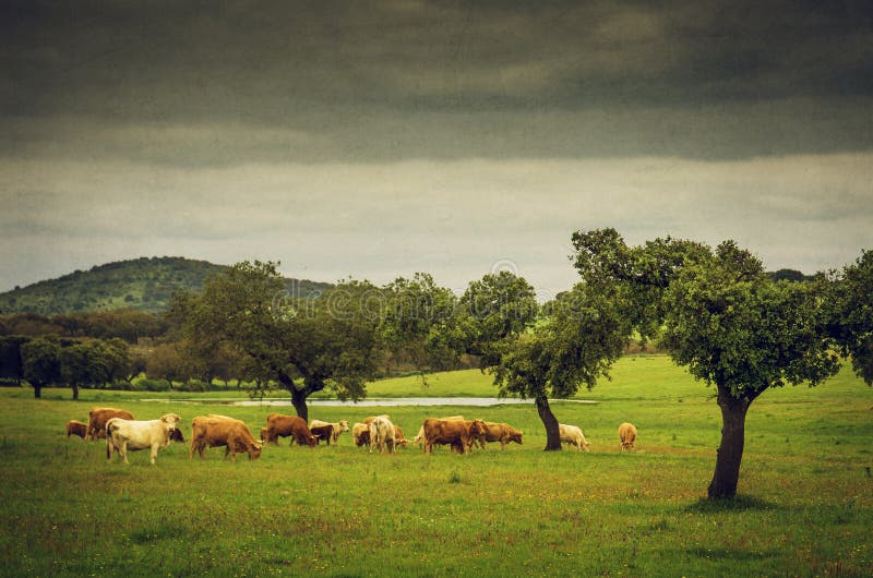 Pacage de vaches photo stock. Image du champs, beau, vert - 31545226