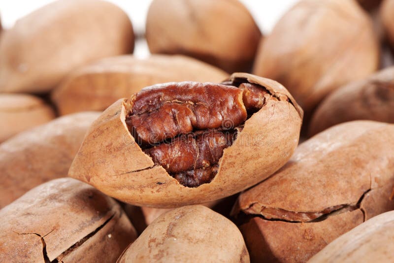 Nueces del árbol de pacana imagen de archivo. Imagen de tuercas - 49416459