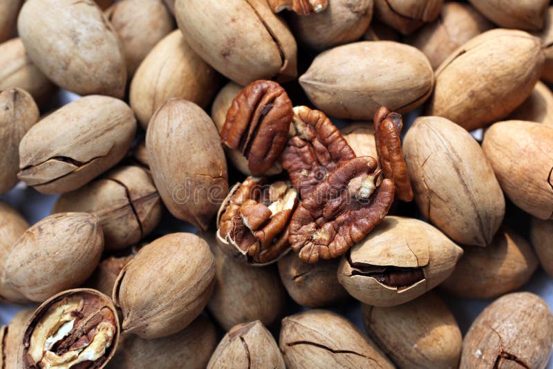 Pacana imagen de archivo. Imagen de secado, tuercas, alimento - 39083829