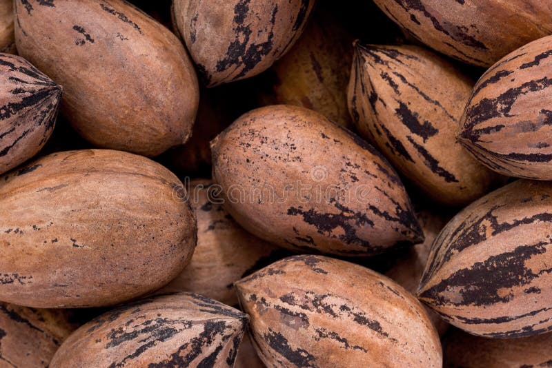 Pacanas (illinoinensis Del Carya) Imagen de archivo - Imagen de textura ...
