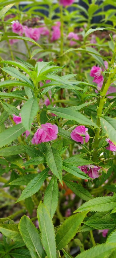 Pacar Banyu Stock Photos - Free & Royalty-Free Stock Photos from Dreamstime