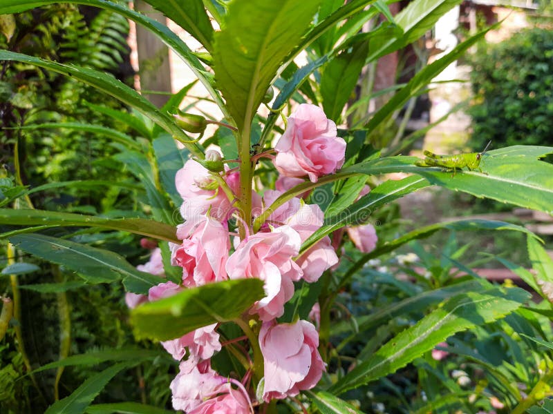 Pacar Banyu Que Es El Nombre De Esta Flor Foto de archivo - Imagen de ...