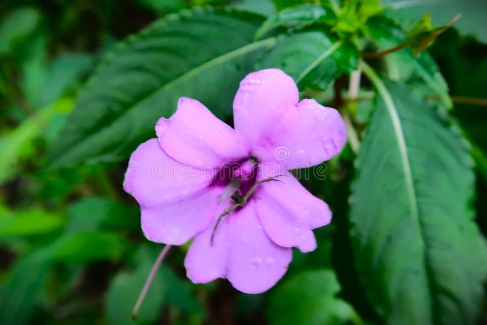Pacar Tere Flower Central Java Indonesia Flower Stock Photo - Image of ...