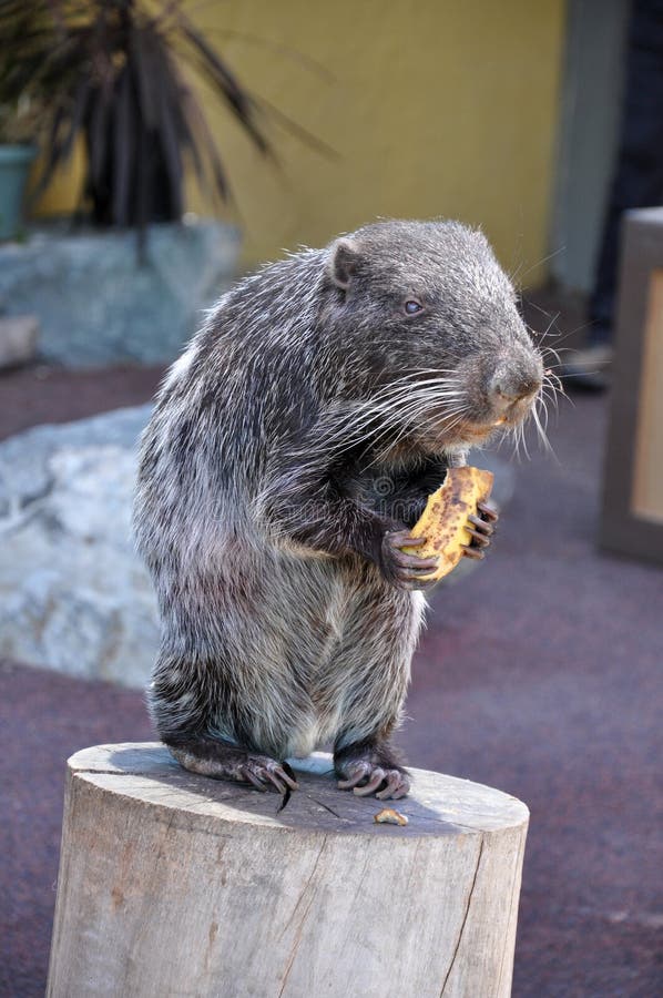 Pacarana Mammal stock image. Image of pacarina, natural - 21622573