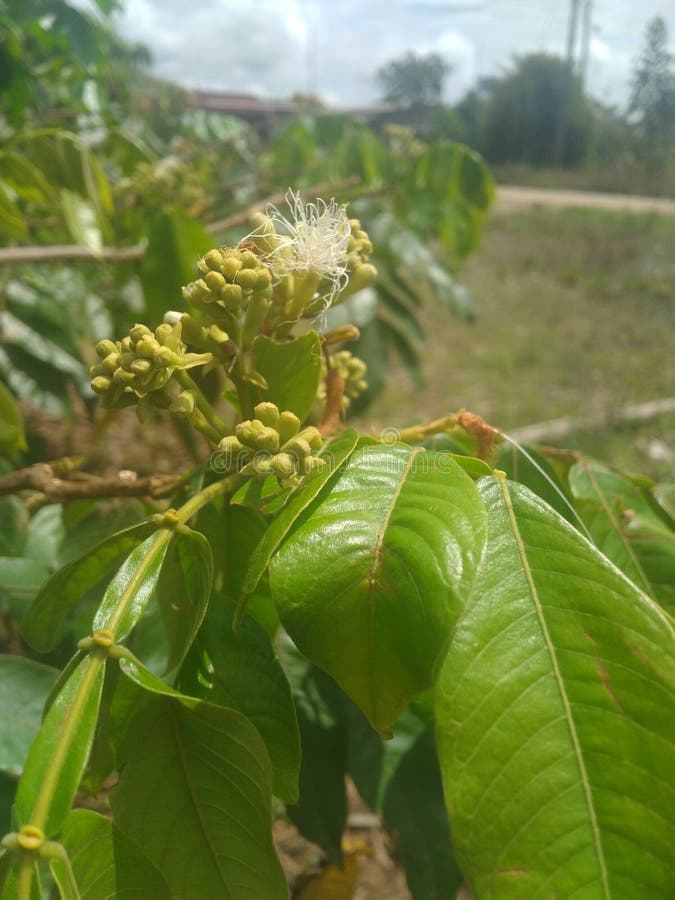 Pacay Flower Stock Photos - Free & Royalty-Free Stock Photos from ...