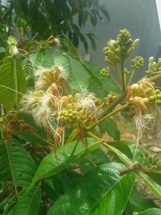 Pacay Flower Its Splendor Cute Stock Photo - Image of splendor, cute ...