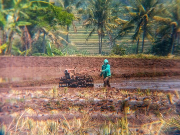 Pacet West Java Indonesia, August 13,2024 a Farmer is Plowing a Rice ...