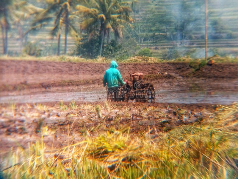 Pacet West Java Indonesia, August 13,2024 a Farmer is Plowing a Rice ...