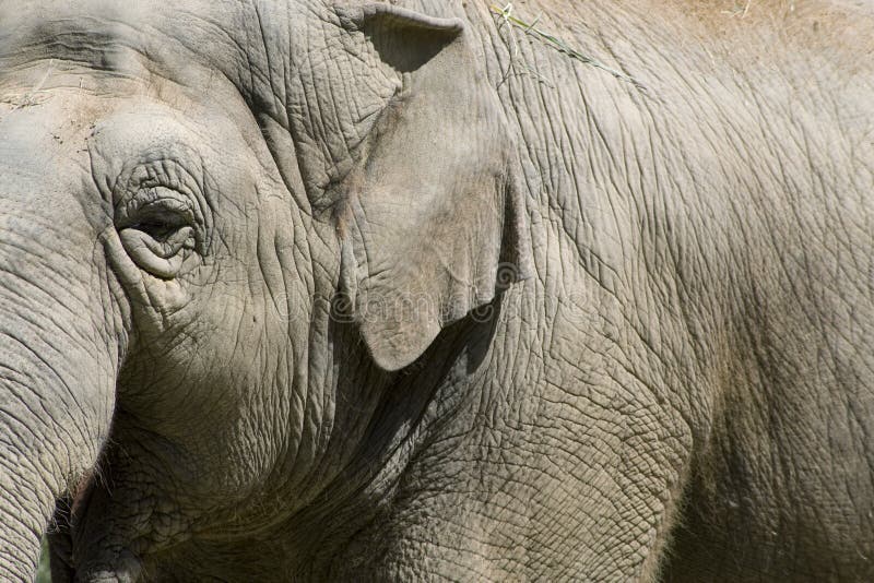 Pachyderm stock photo. Image of pachyderm, animals, grey - 4947146