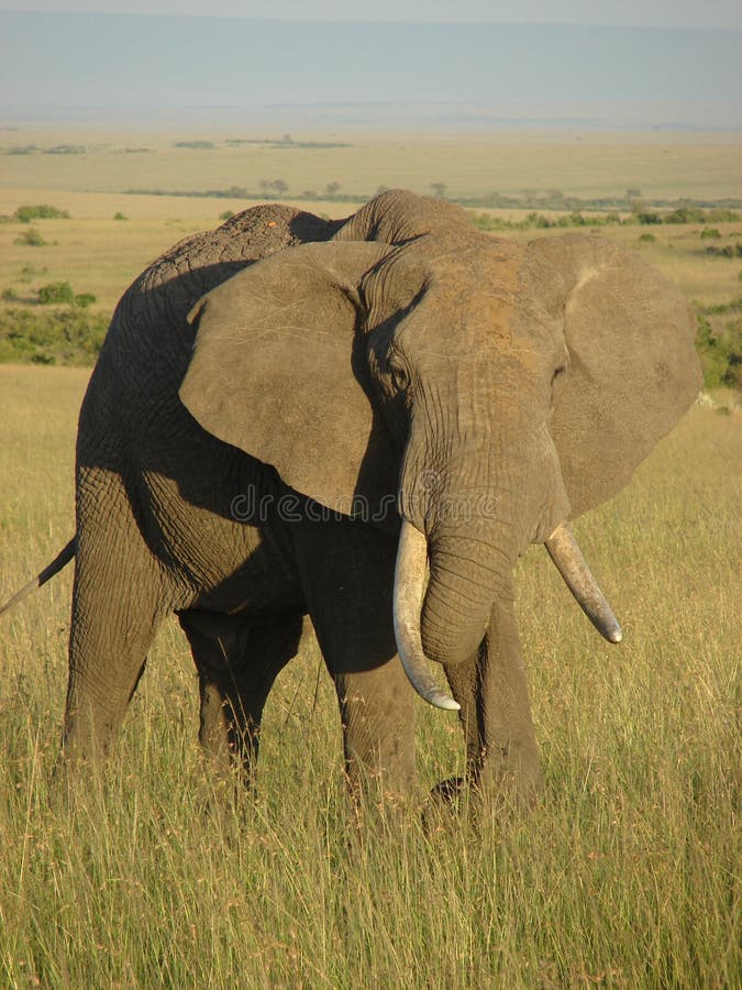 Pachyderm stock image. Image of pachyderm, cute, watching - 70164223