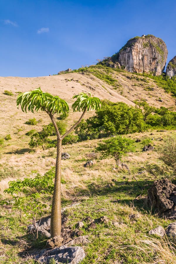 Thorn Forest Madagascar Stock Photos - Free & Royalty-Free Stock Photos ...