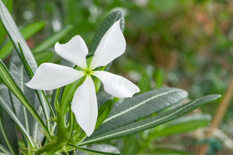Pachypodium ambongense stock photo. Image of pachypodium - 43182004