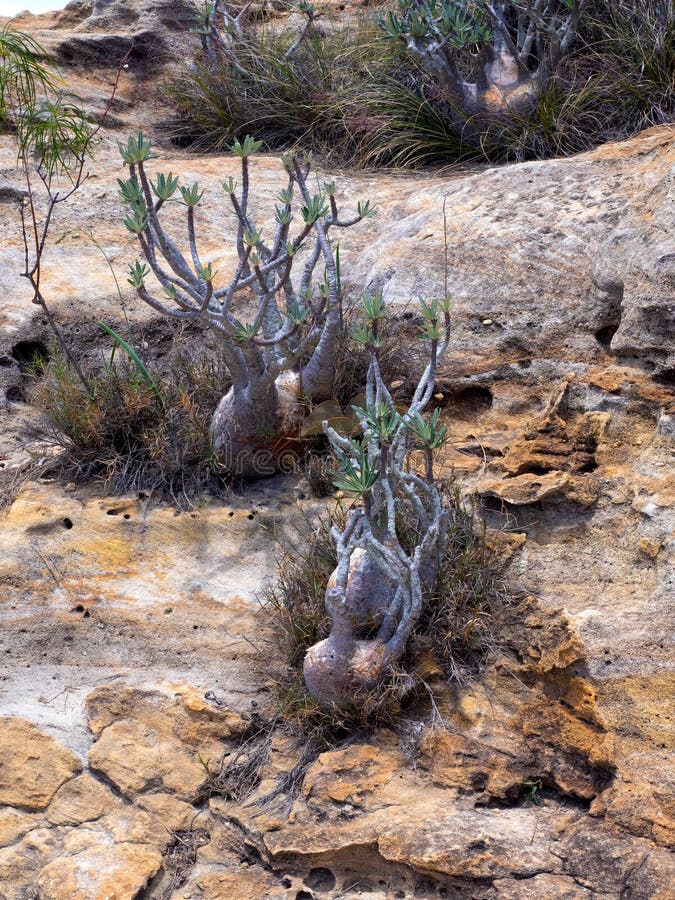 The Pachypodium Plants Embedded in Rock in N.P Isalo. Madagascar Stock ...