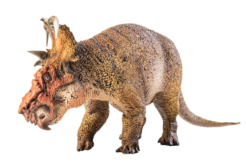 Pachyrhinosaurus , Dinosaur on White Background Stock Image - Image of ...