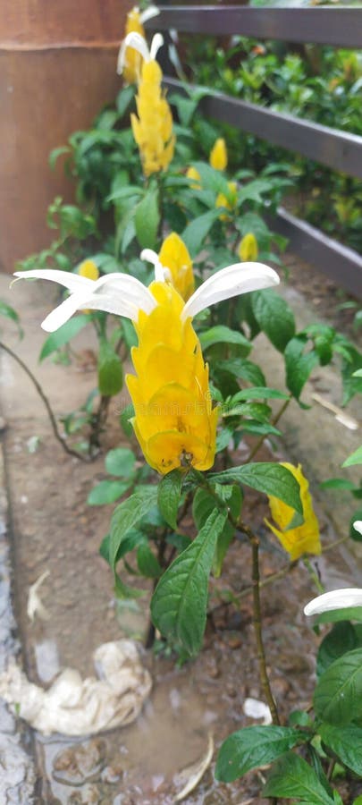 Pachystachys lutea stock image. Image of wildflower - 265639731