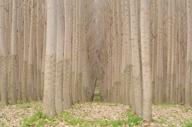 Pacific albus stock photo. Image of wood, pattern, poplars - 23586208