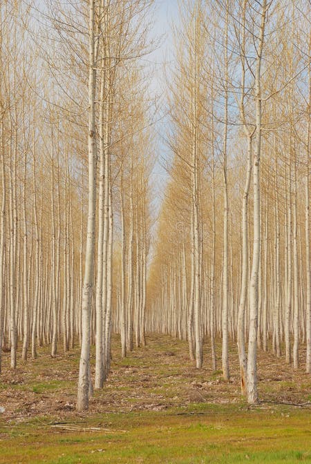 Pacific Albus Plantation stock photo. Image of shapes - 23210826