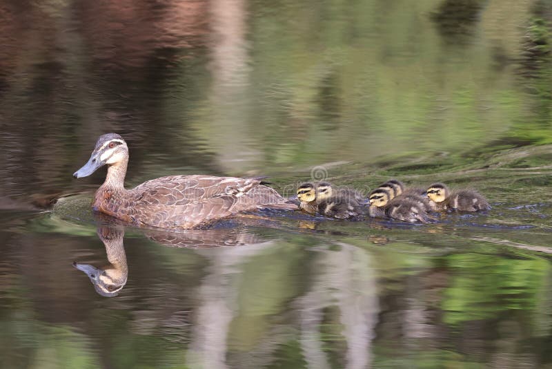 Pacific Black Duck stock photo. Image of ducks, water - 266914186