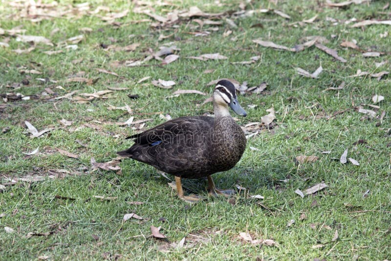 Pacific black duck stock image. Image of nature, blue - 142034445