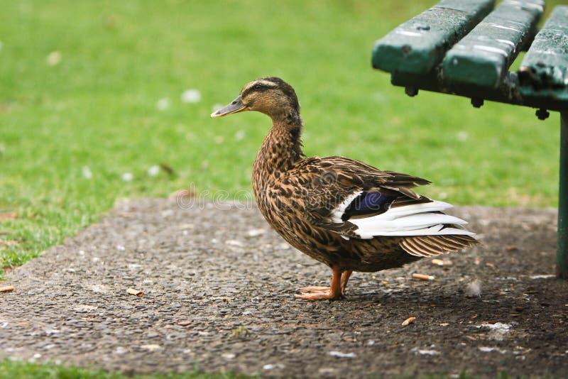 Pacific Black Duck Under Park Bench Stock Photo - Image of animal ...