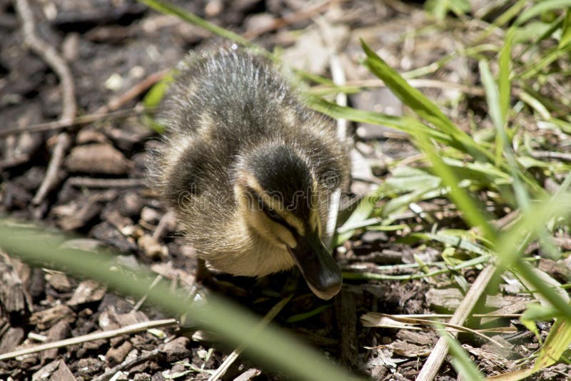 Pacific black duckling stock image. Image of australia - 129700131