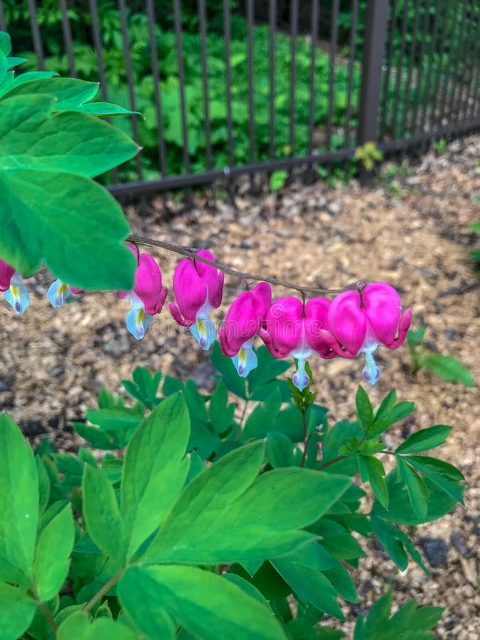 Pacific Bleeding Heart, Dicentra Formosa Stock Photo - Image of closeup ...