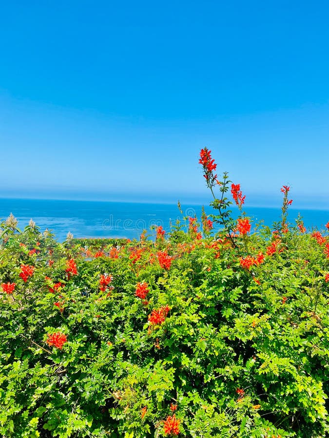 Pacific Bloom: Overlooking the Ocean with Red Flowers in Foreground ...