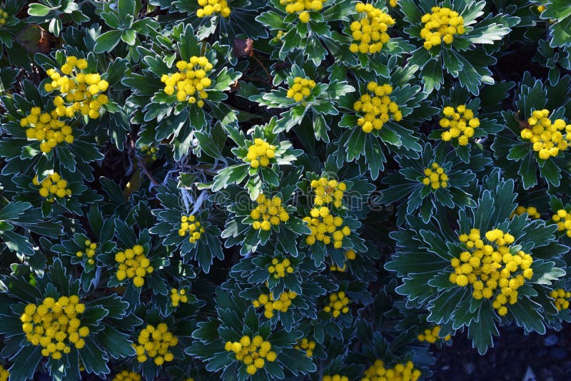 Pacific Chrysanthemum Flowers Stock Photo - Image of chrysanthemum ...