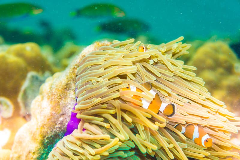 Pacific Clownfish in a Colorful Purple Host Anemone Stock Image - Image ...