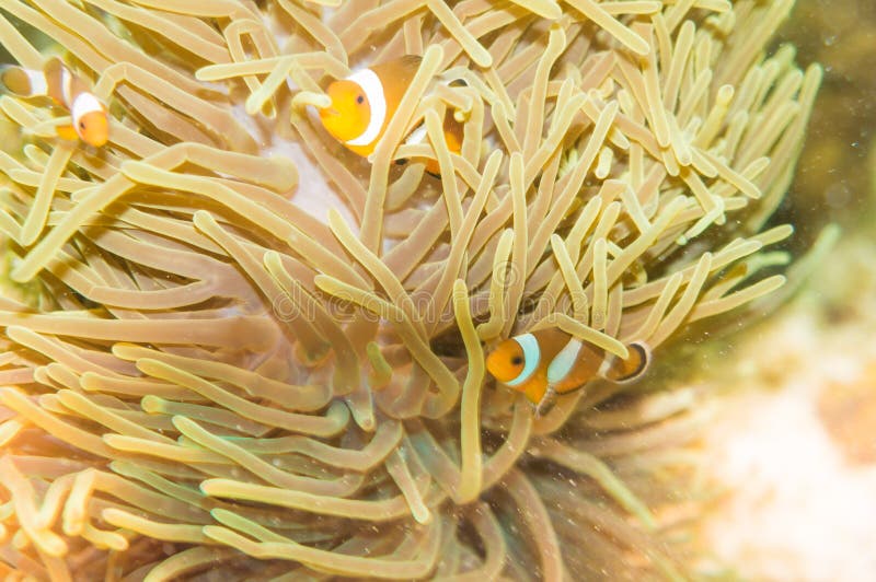 Pacific Clownfish in a Colorful Purple Host Anemone Stock Image - Image ...