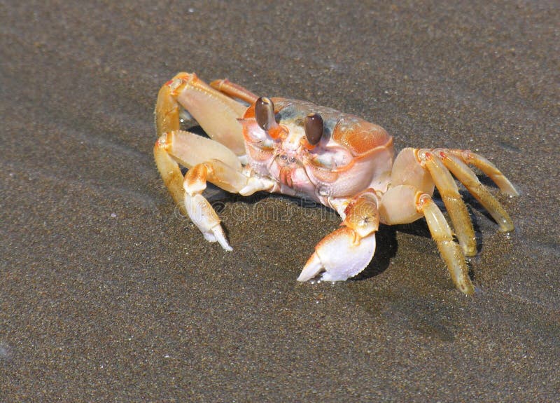 Pacific Crab stock image. Image of beige, praise, pacific - 198257