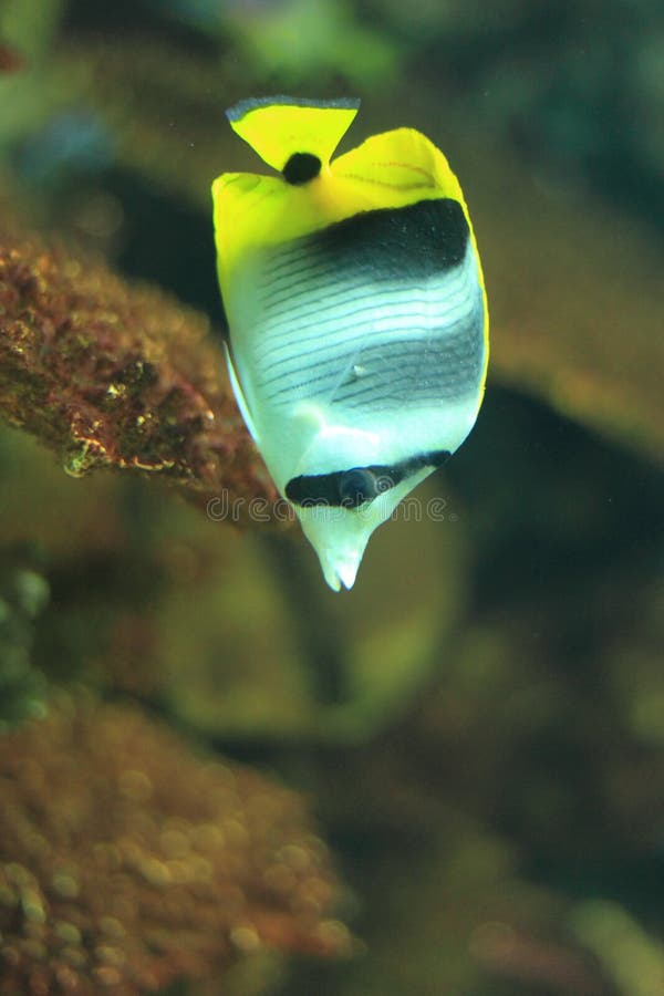 Pacific Double-saddle Butterflyfish Stock Image - Image of ...