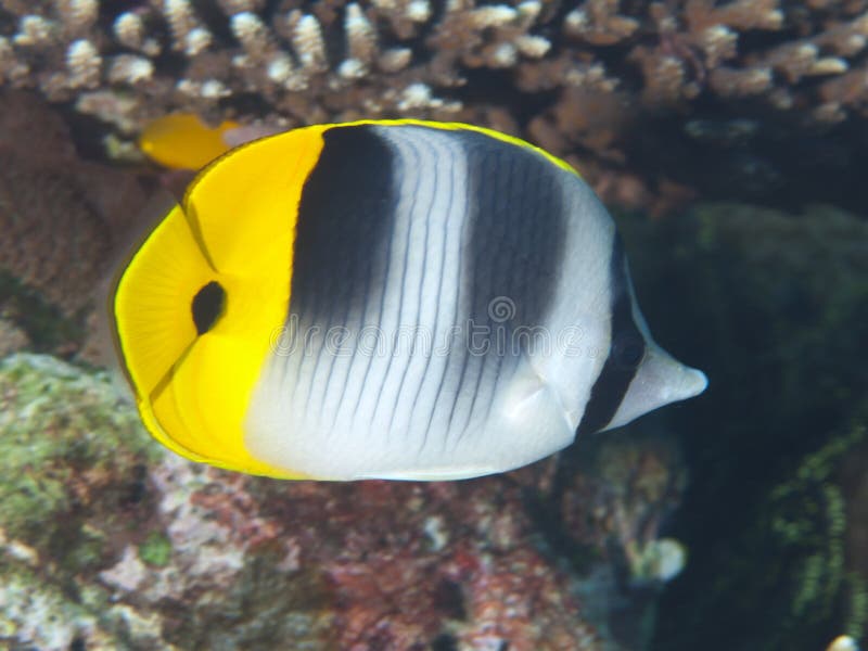Pacific Double Saddle Butterflyfish Chaetodon Ulietensis Stock Photos ...