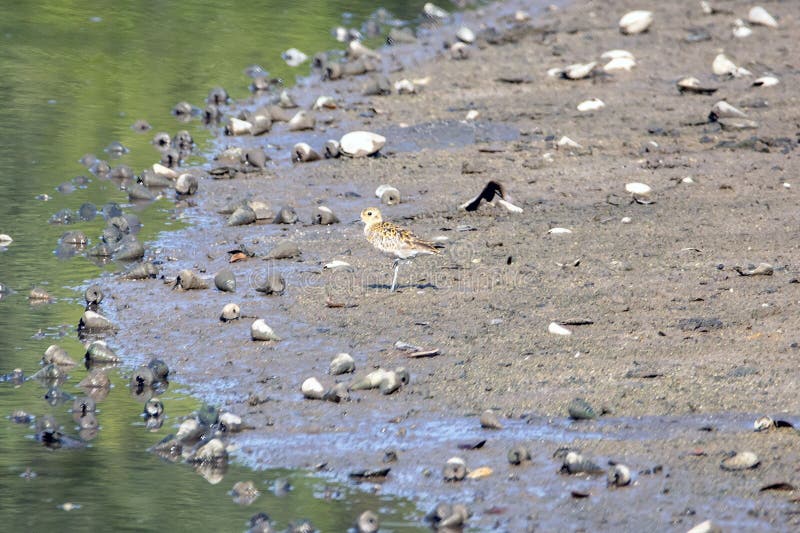Pacific Golden Plover, Pluvialis Fulva, on a Tropical Mudflat Stock ...