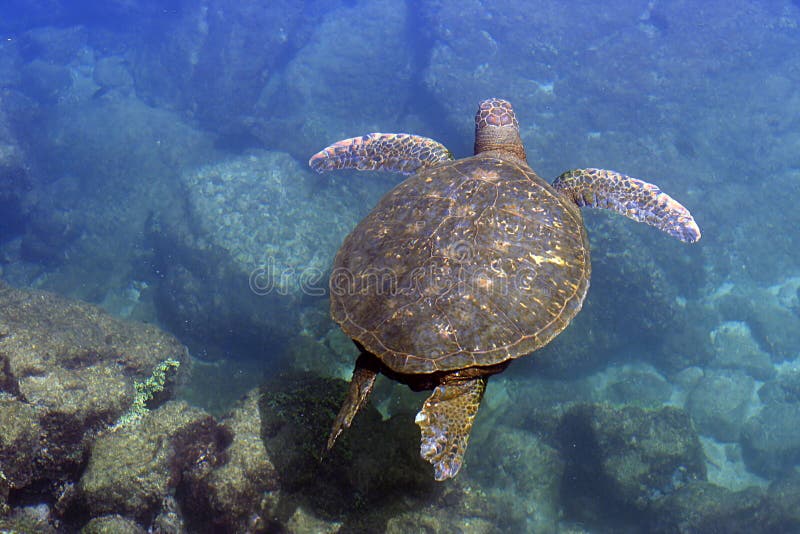 Pacific green sea turtle stock photo. Image of closeup - 2572864