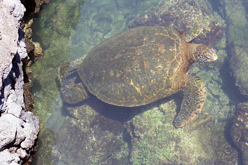 Pacific Green Sea Turtle Returns To Sea at Dawn Stock Photo - Image of ...