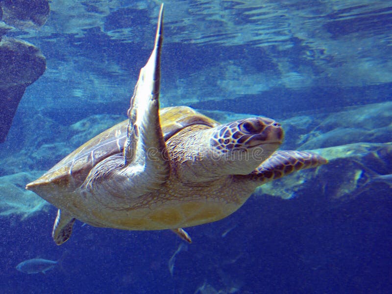 Pacific Green Turtle Swimming on Great Barrier Reef, Cairns, Australia ...