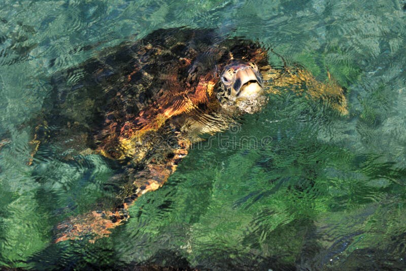 Pacific Green Turtle stock image. Image of island, chelonia - 17958911