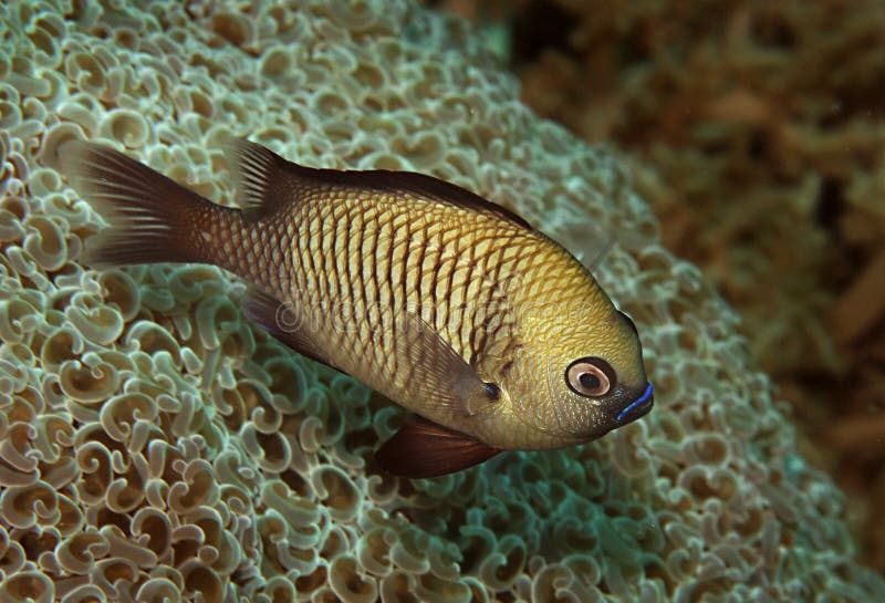Pacific gregory damselfish stock photo. Image of fasciolatus - 11673792