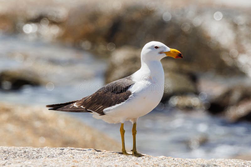 Pacific Gull in Western Australia Stock Photo - Image of exotic, imogen ...