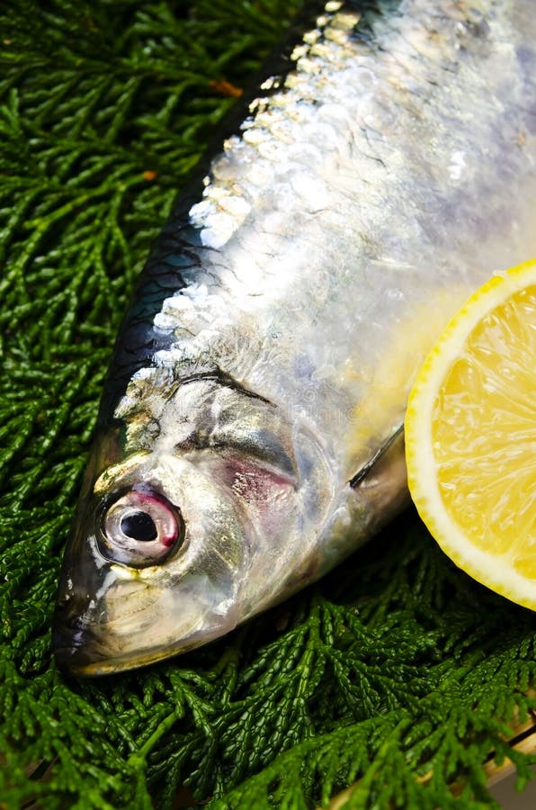 Pacific herring stock photo. Image of food, squama, aquatic - 23123242