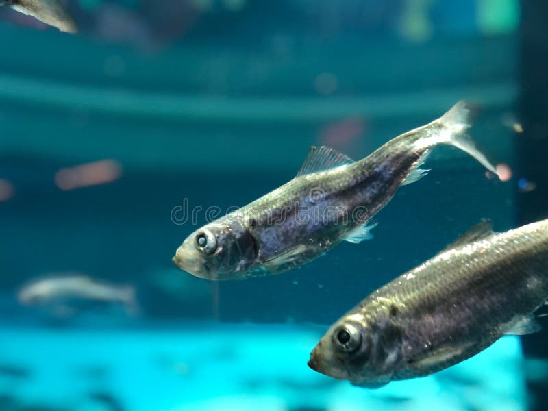 Pacific Herring Fish in an Aquarium Stock Photo - Image of pacific ...