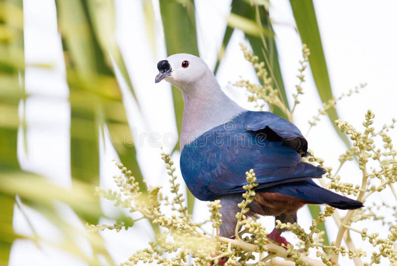 Pacific Imperial Pigeon Perched on a Tree Stock Photo - Image of island ...