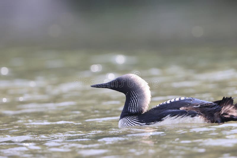 The Pacific Loon or Pacific Diver is a Medium-sized Member of the Loon ...