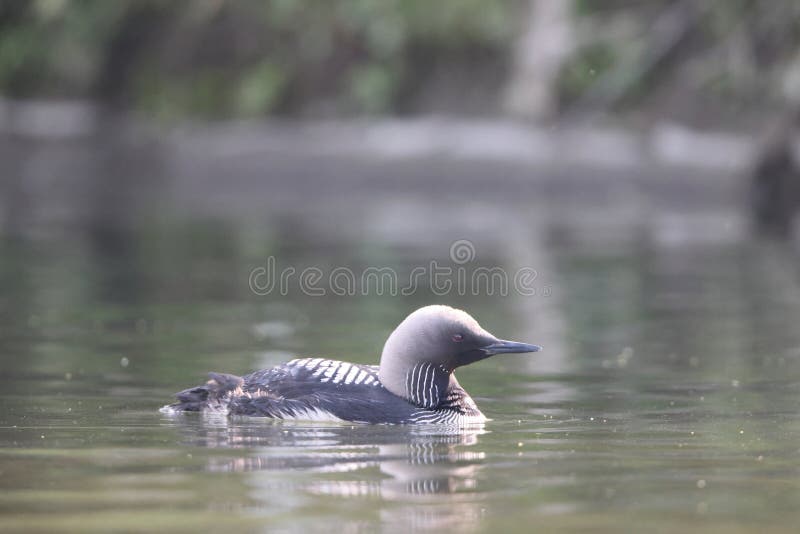 The Pacific Loon or Pacific Diver is a Medium-sized Member of the Loon ...