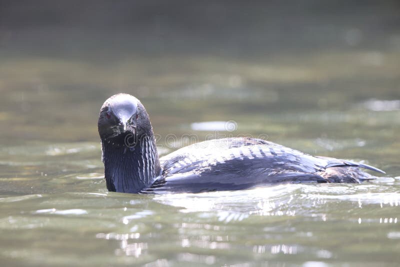 The Pacific Loon or Pacific Diver is a Medium-sized Member of the Loon ...